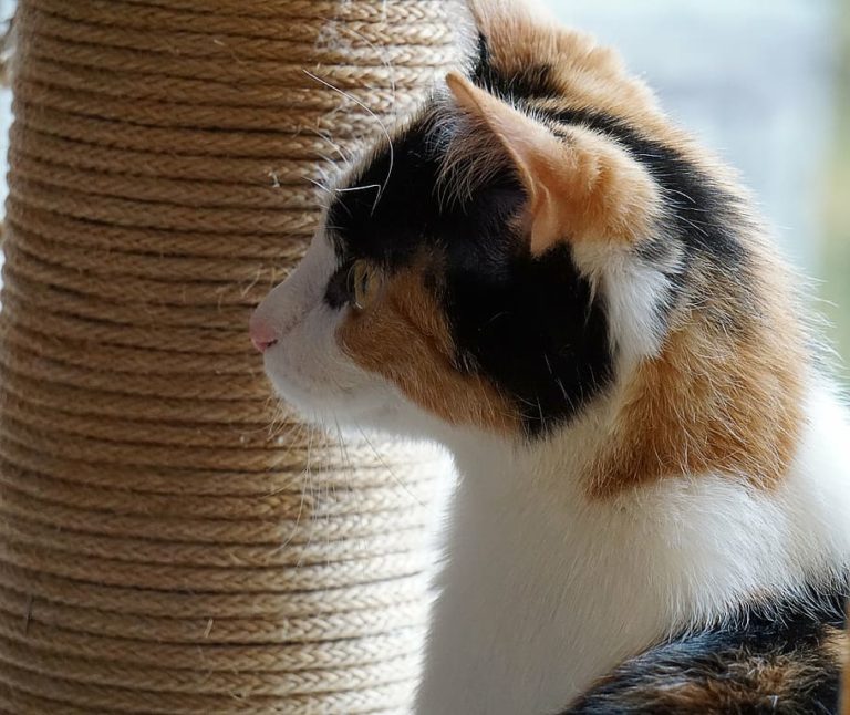 Conoce la historia del gato de la suerte o maneki neko | Fanáticos de ...