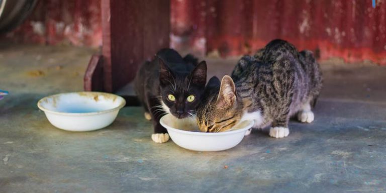 Consejos para elegir la comida ideal para tu gato | Fanáticos de las ...