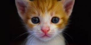 ¿Los gatos lloran? Razones del lagrimeo de los gatos | Fanáticos de las ...