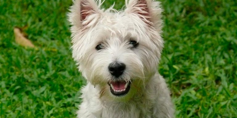 Conociendo a los perros Westy: activos y amistosos | Fanáticos de las ...