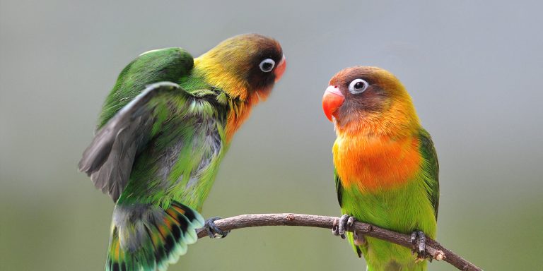 Descubre cinco enamoradas parejas del reino animal | Fanáticos de las ...
