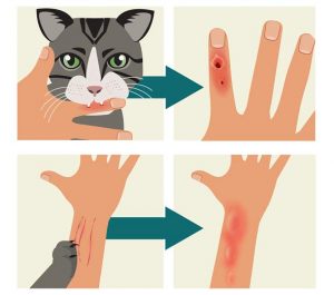 Sporothrix brasiliensis, lo que tienes que saber del hongo que afecta a ...