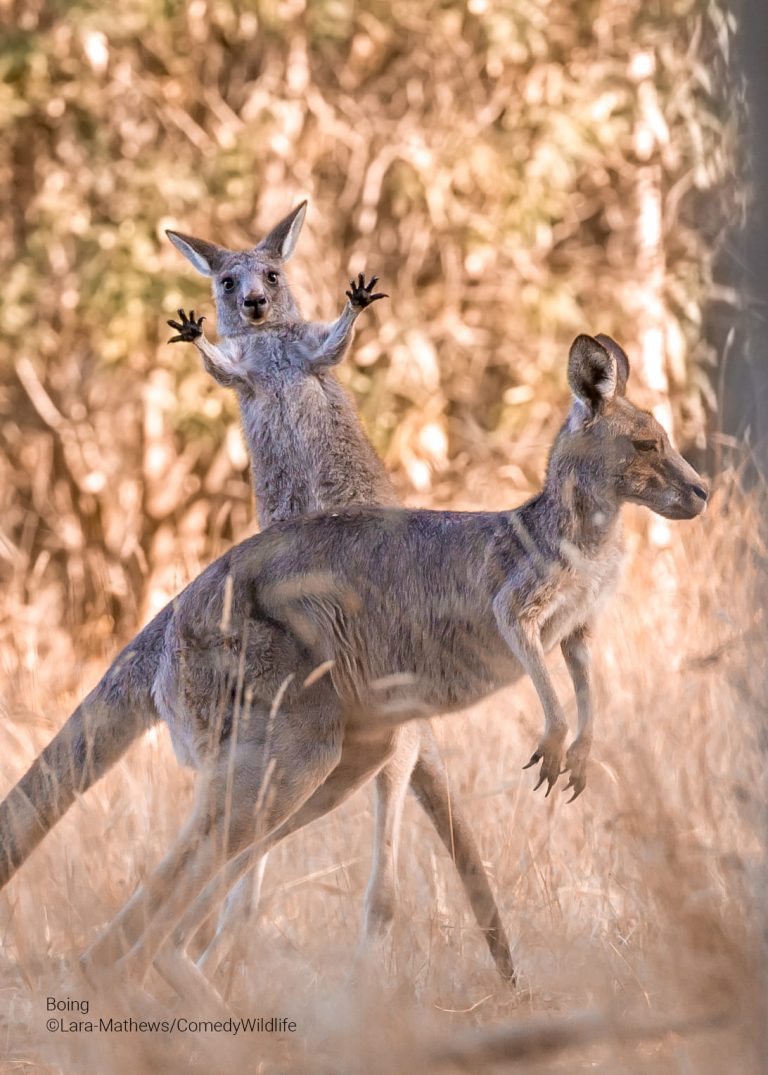 Comedy Wildlife, el concurso que premia fotos graciosas de animales ...